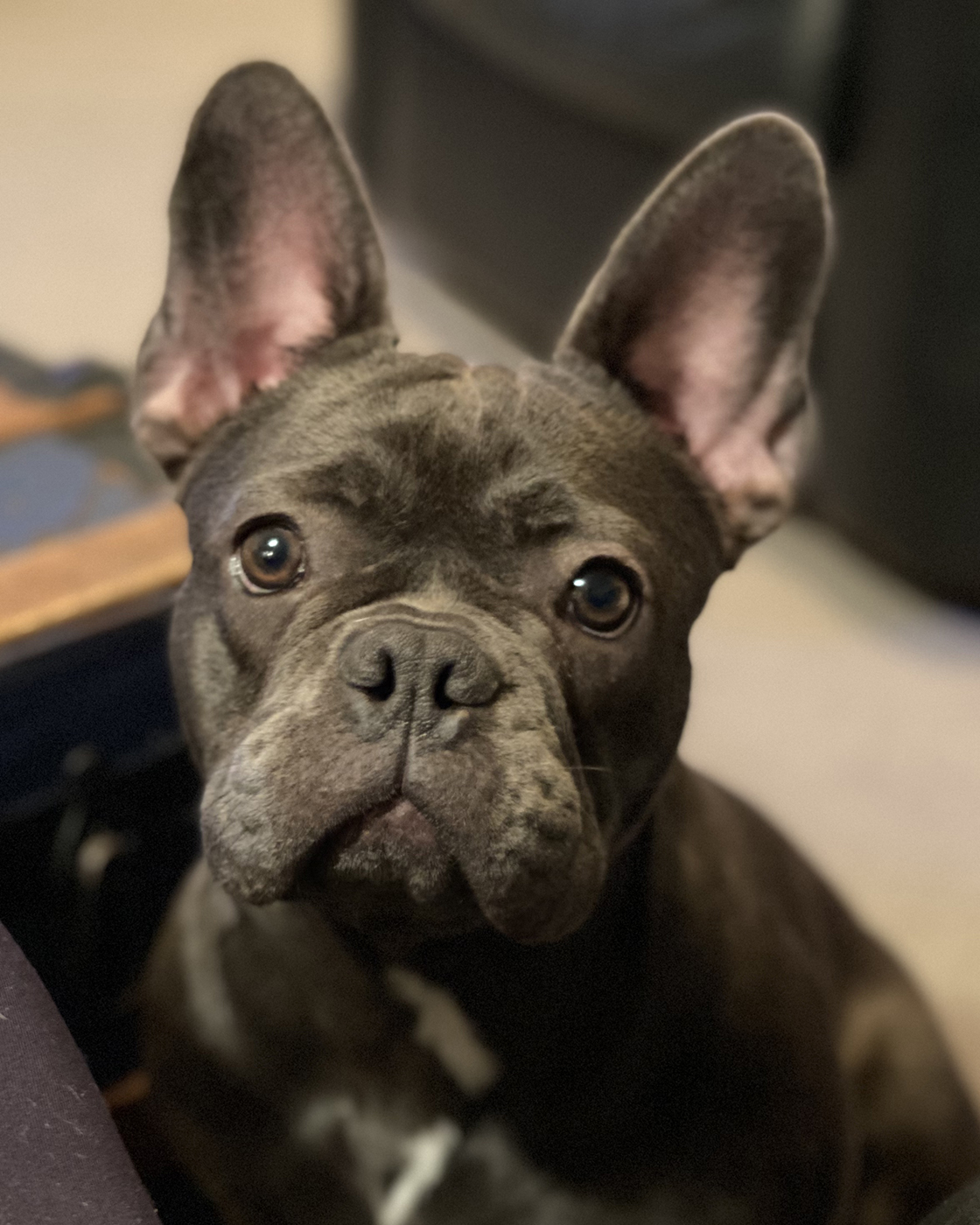 NZ French Bulldog Breeder - Aroha Iti Frenchies
