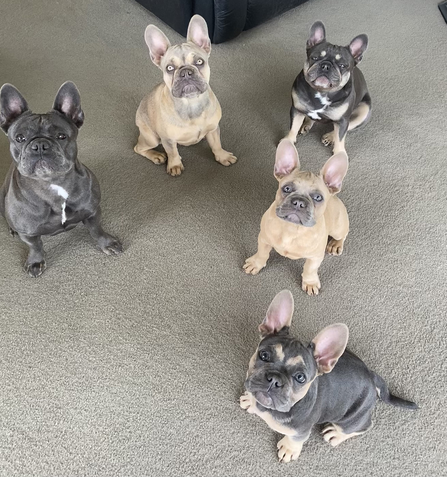 NZ French Bulldog Breeder - Aroha Iti Frenchies